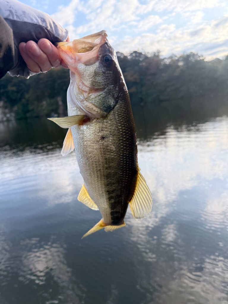 11月8日（土 ）TKC 様の釣行 – 三島湖 石井釣舟店